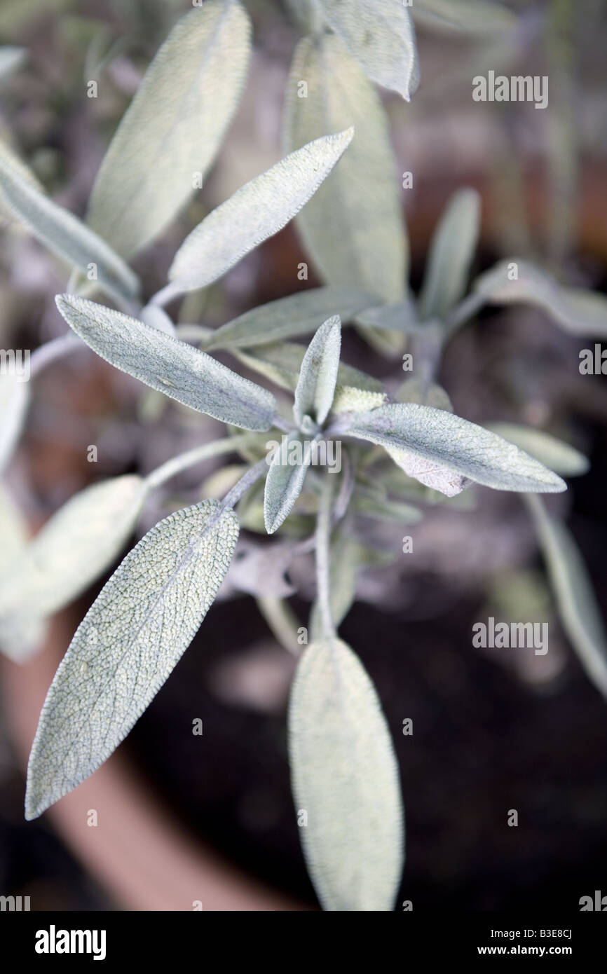 Sage plant in winter hi-res stock photography and images - Alamy