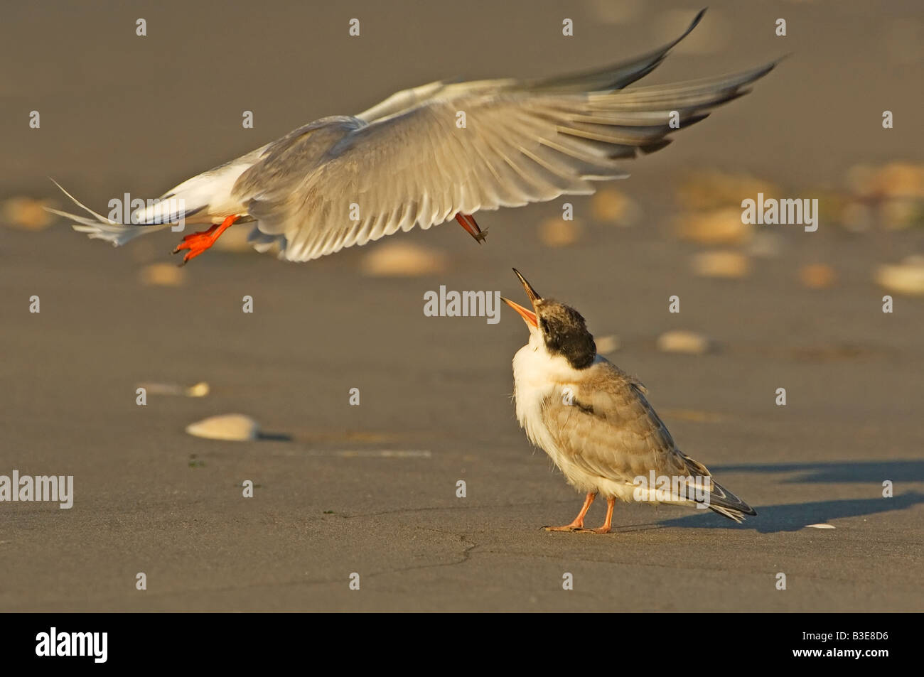 Common Tern Feeds Chick Stock Photo - Alamy