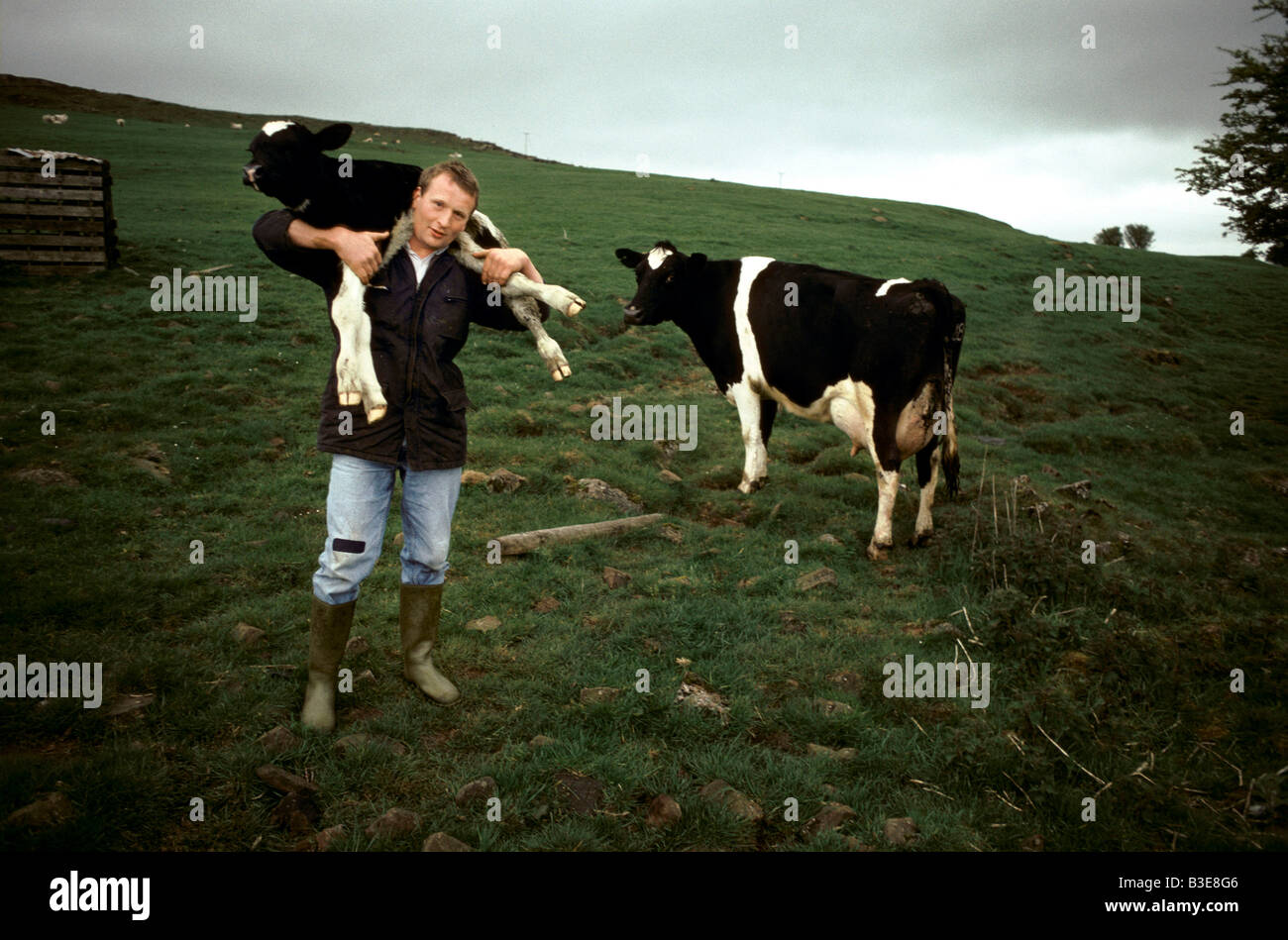 RURAL NORTHERN IRELAND YOUNG DAIRY FARMER CARRYING CALF FROM FIELD ON ...
