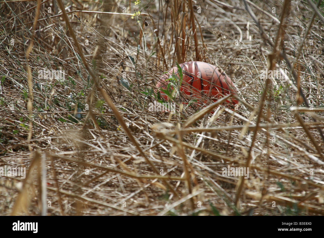 one plastic ball hidden in long grass in field Stock Photo - Alamy