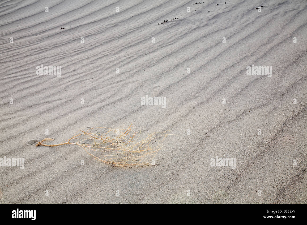 Tumble weed desert hi-res stock photography and images - Alamy