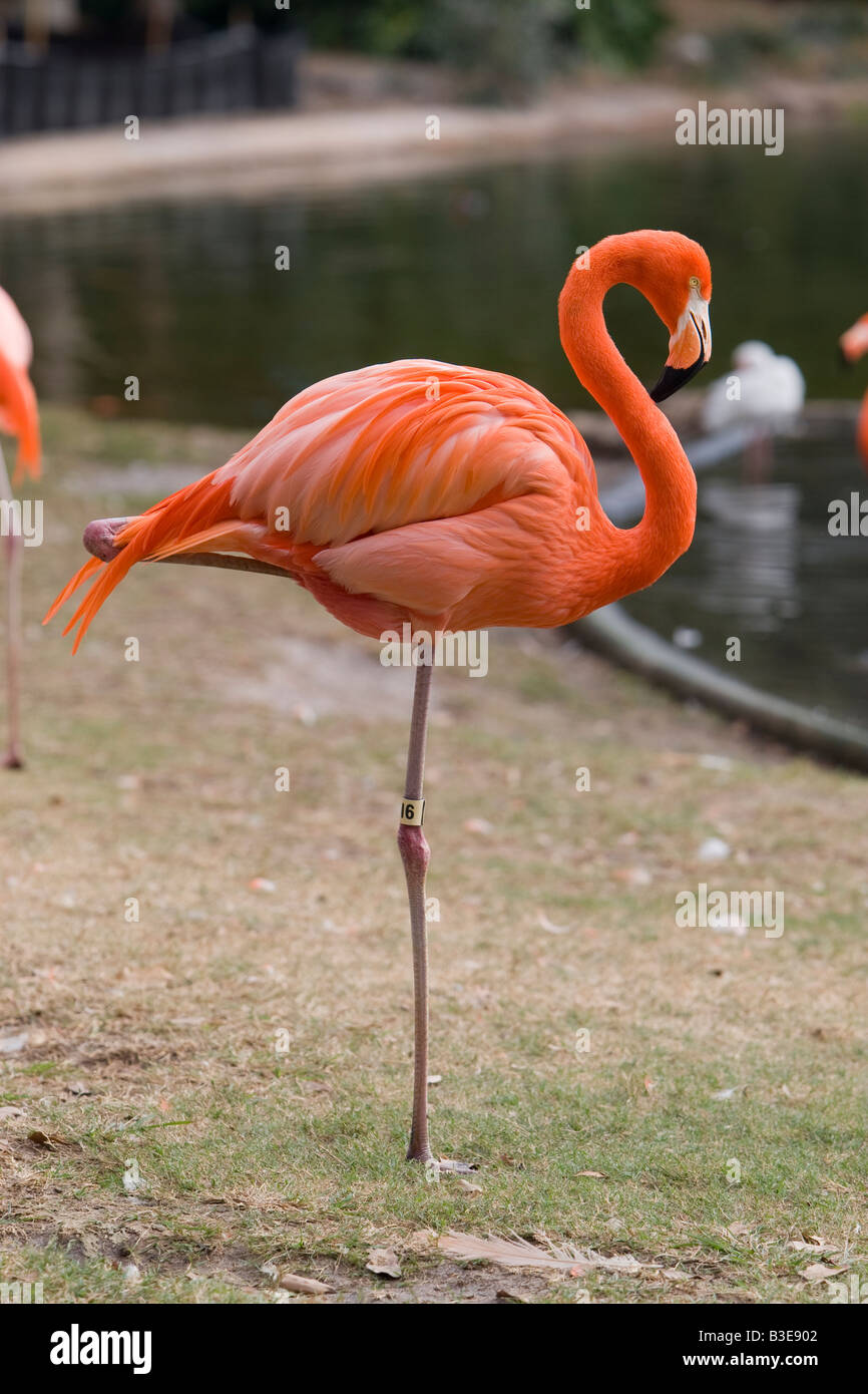 Pink flamingos hi-res stock photography and images - Alamy