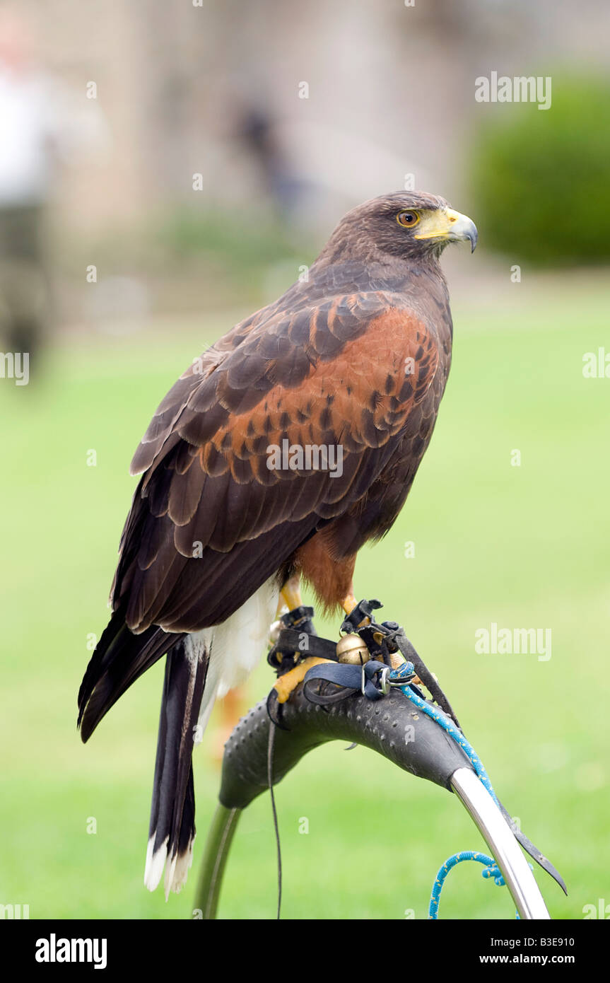 Harris or Harris's Hawk Parabuteo unicinctus Stock Photo - Alamy