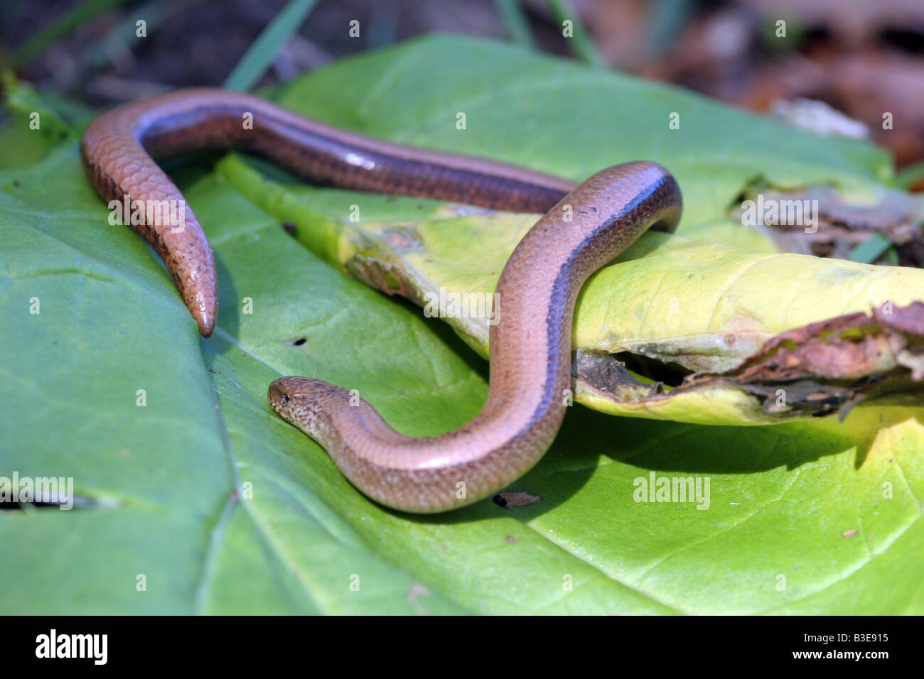 Slow worm hi-res stock photography and images - Alamy