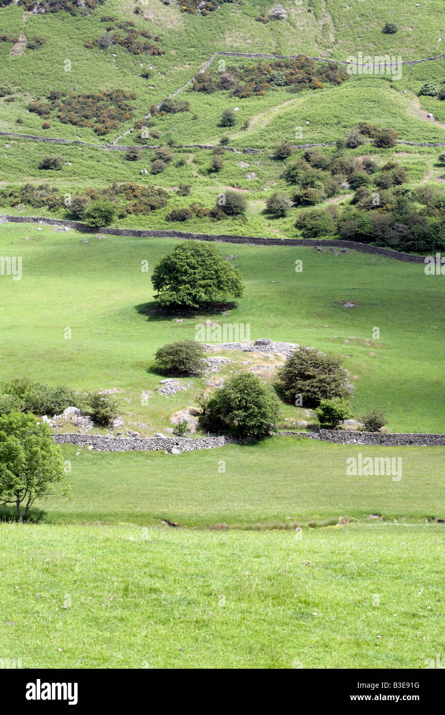Oak Tree, Quercus, standing at the corner of a drystone wall field ...
