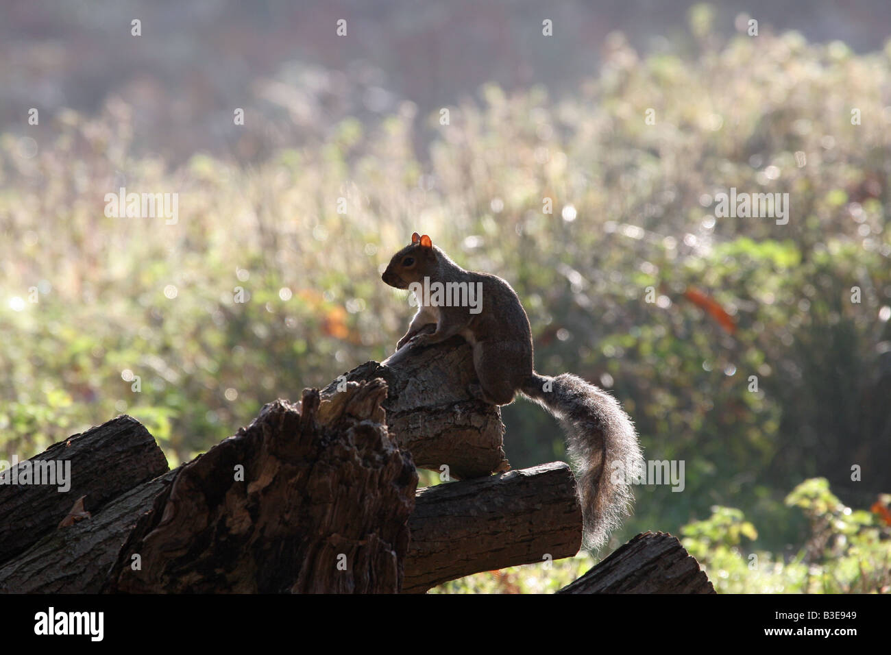 squirrel sitting on log pile Stock Photo - Alamy