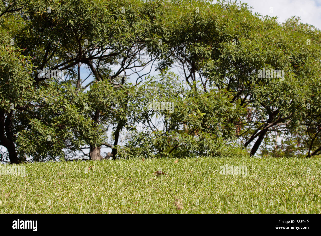 Lawn and tree Stock Photo - Alamy