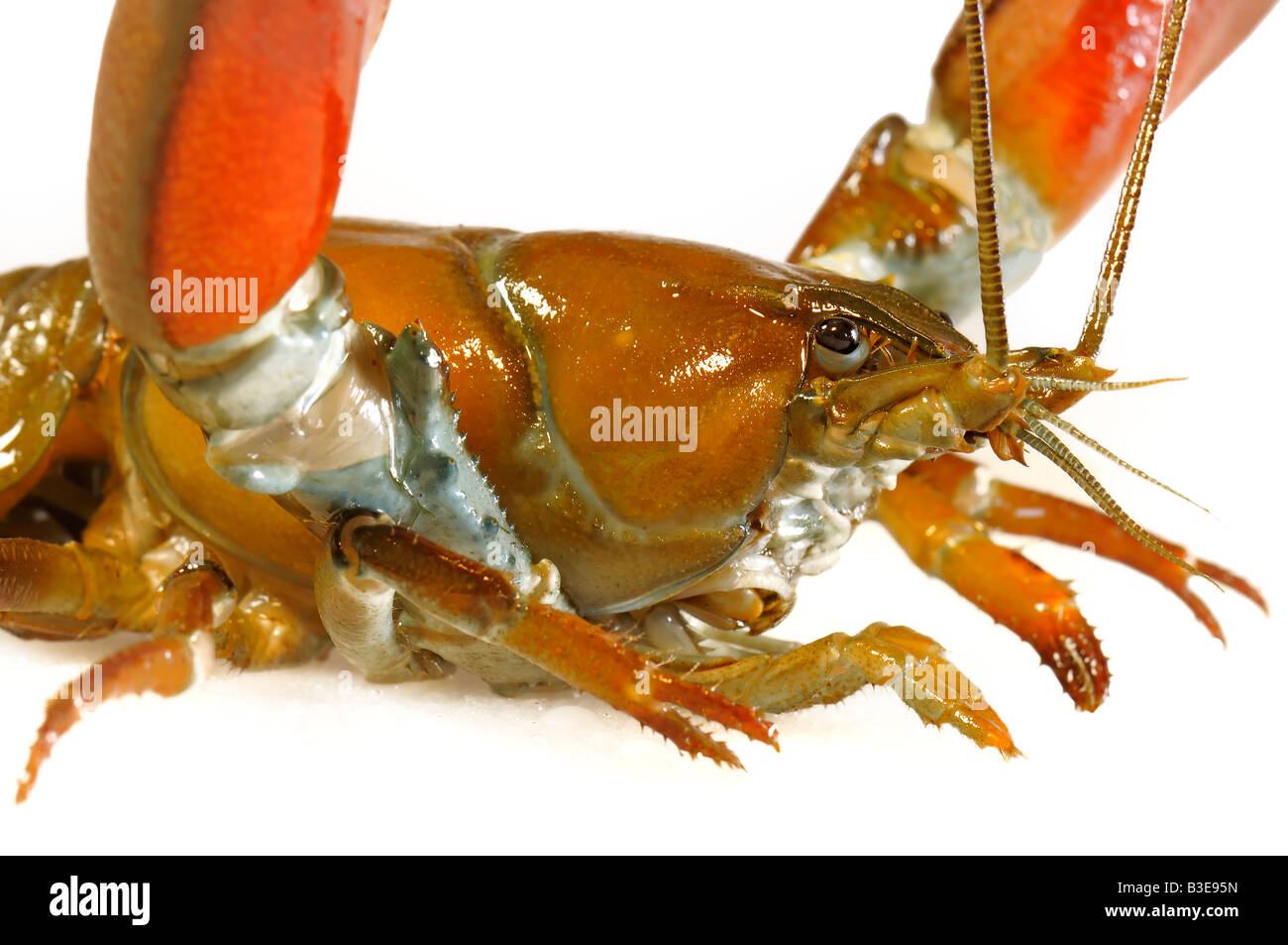 American Signal Crayfish High Resolution Stock Photography and Images ...