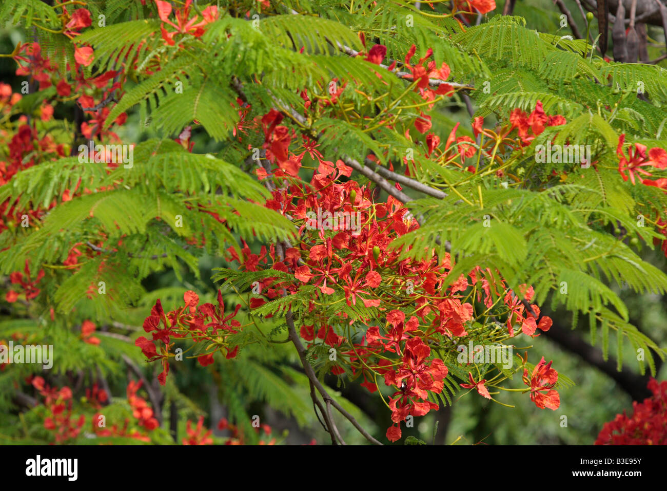 Flamboyant flame tree flower hi-res stock photography and images - Alamy