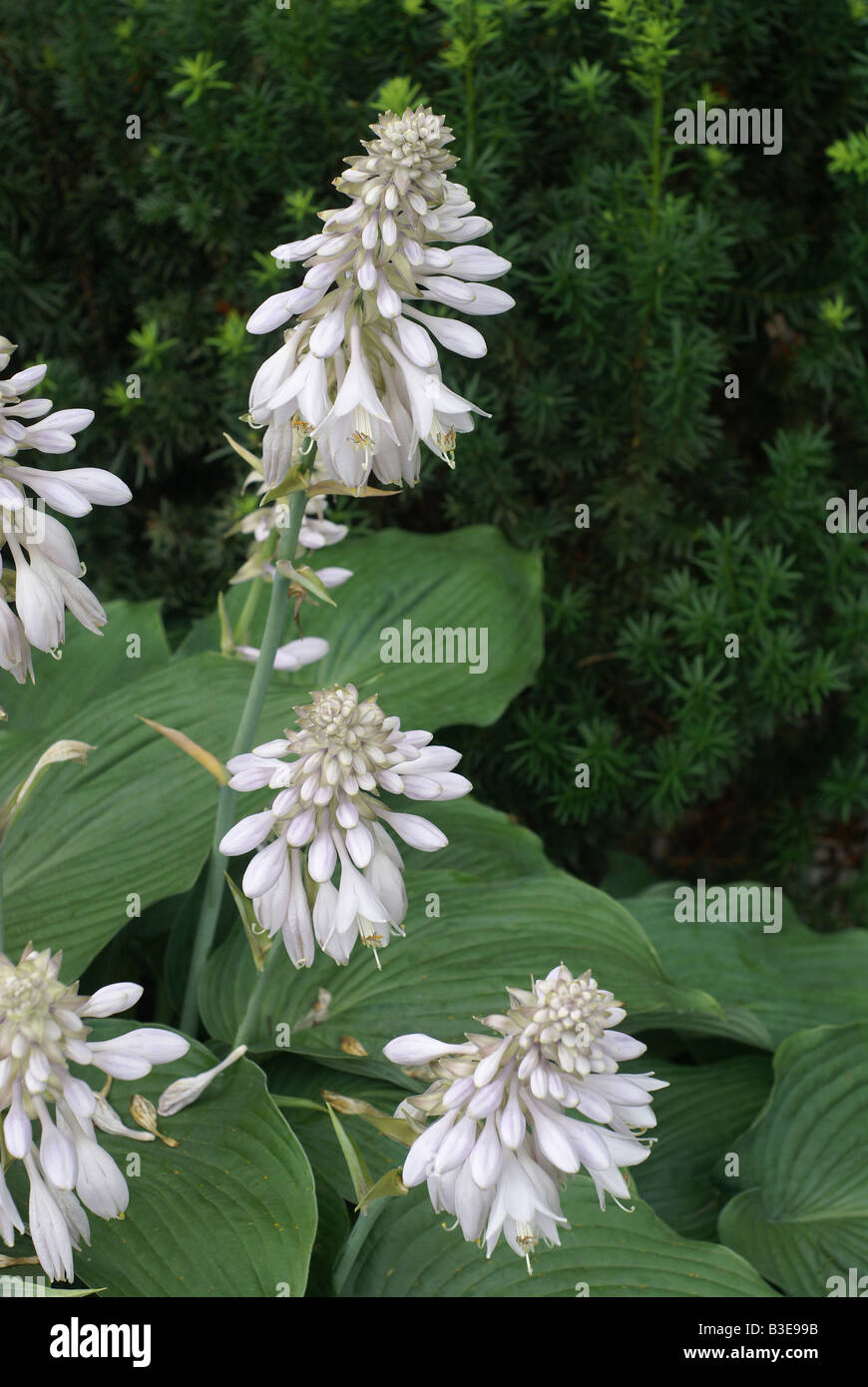 Flowering hostas hi-res stock photography and images - Alamy