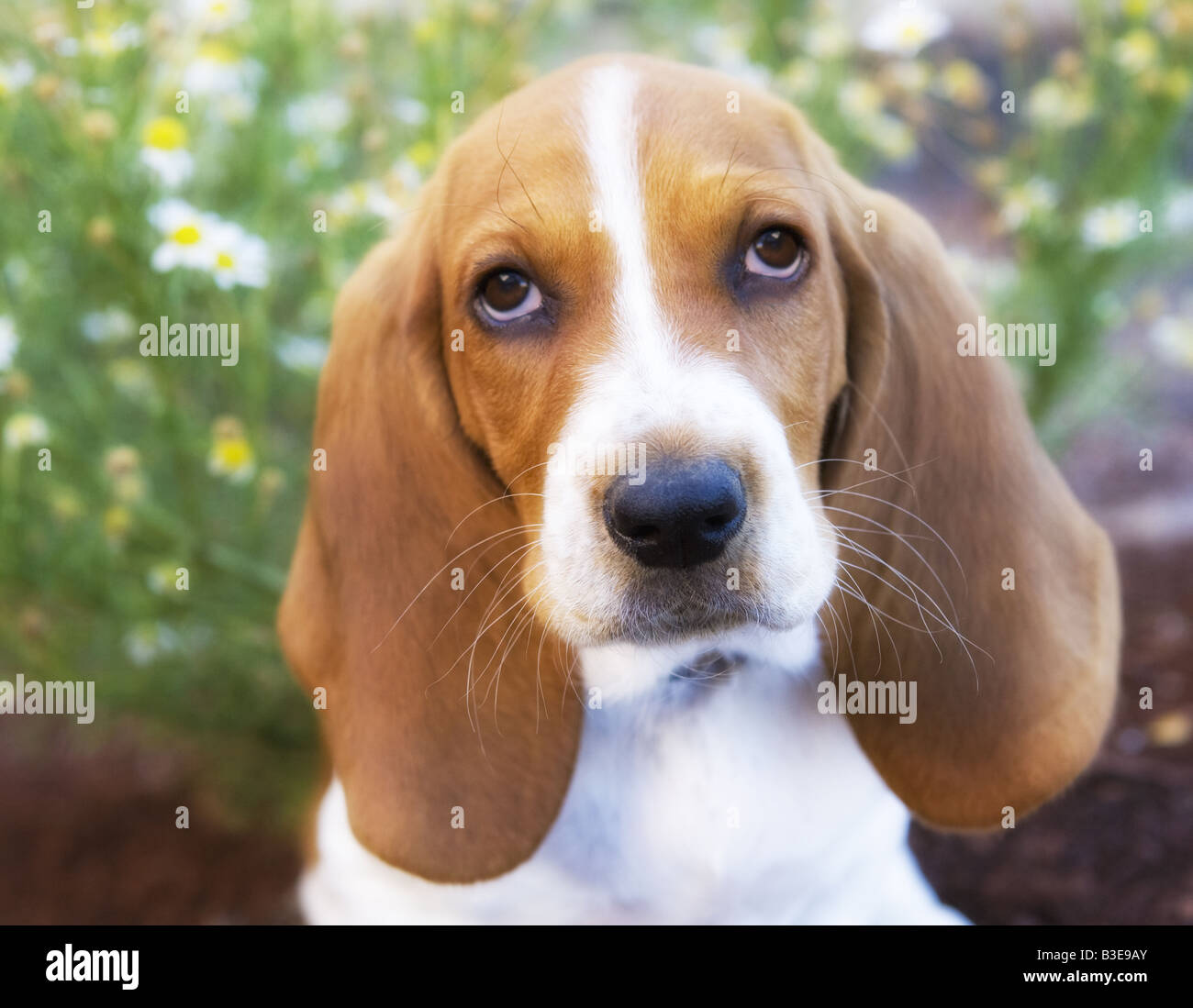 Cute brown and white Basset Hound puppy outdoors with wild aster flower ...