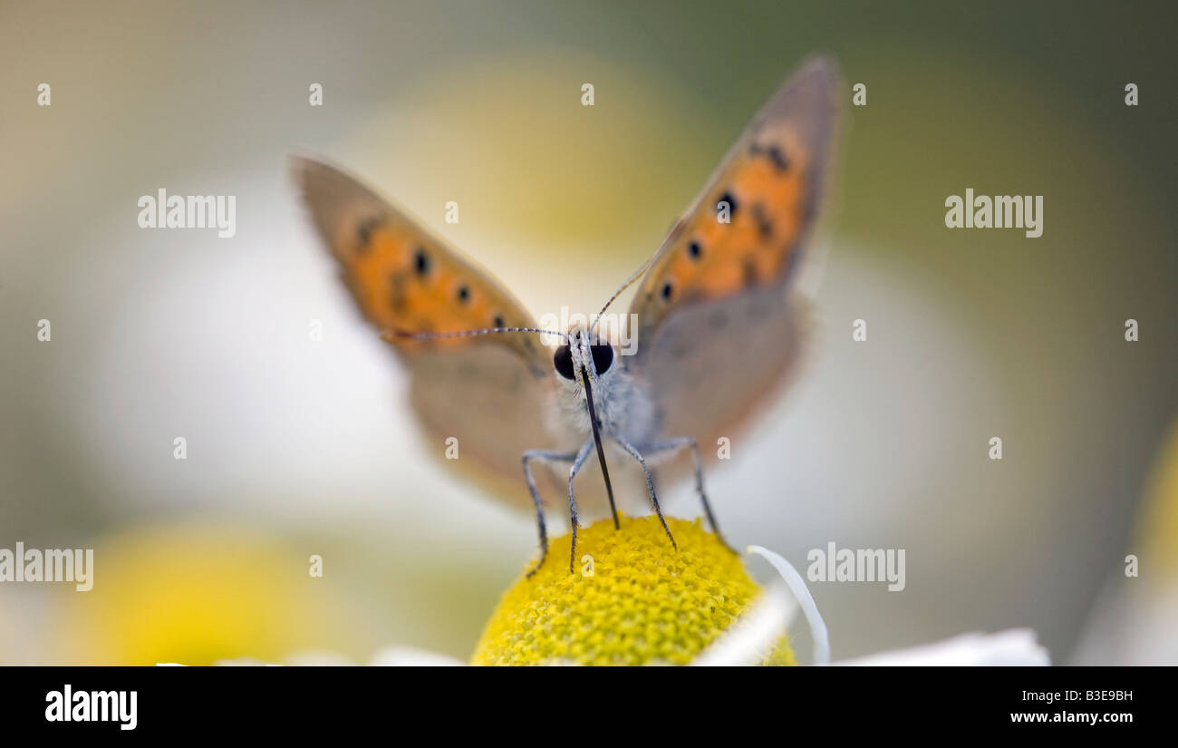 Small Copper or Common Copper ( Lycaena phlaeas), a fast flying ...
