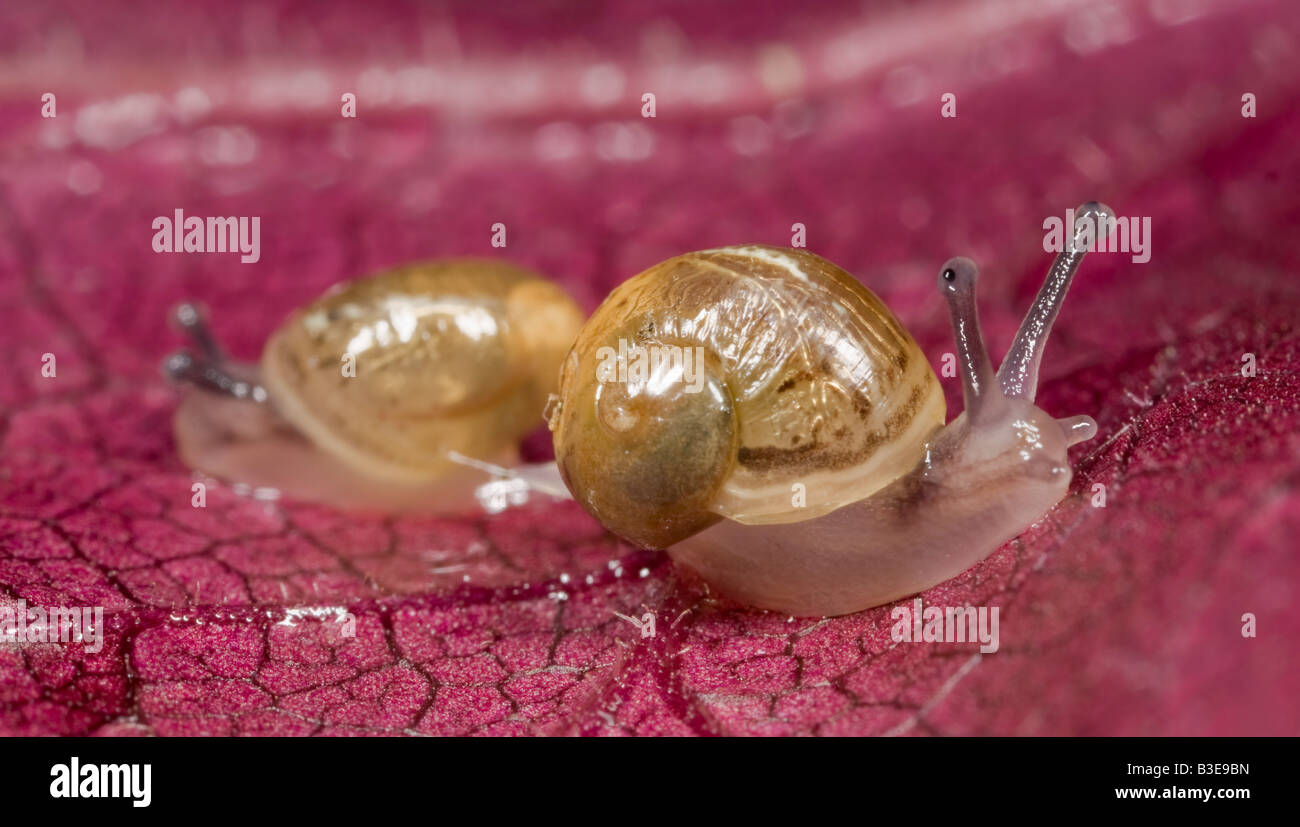 Juvenile Common Garden Snail (Brown Garden Snail) Cornu aspersum Stock ...