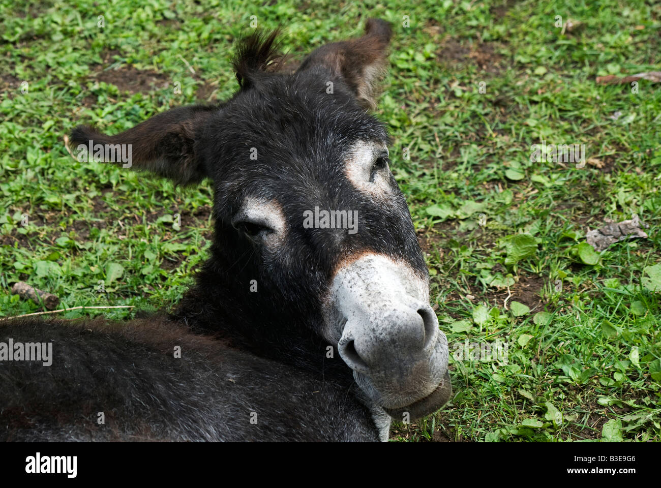 Donkey relaxing lying on a green grass looking at camera Stock Photo ...