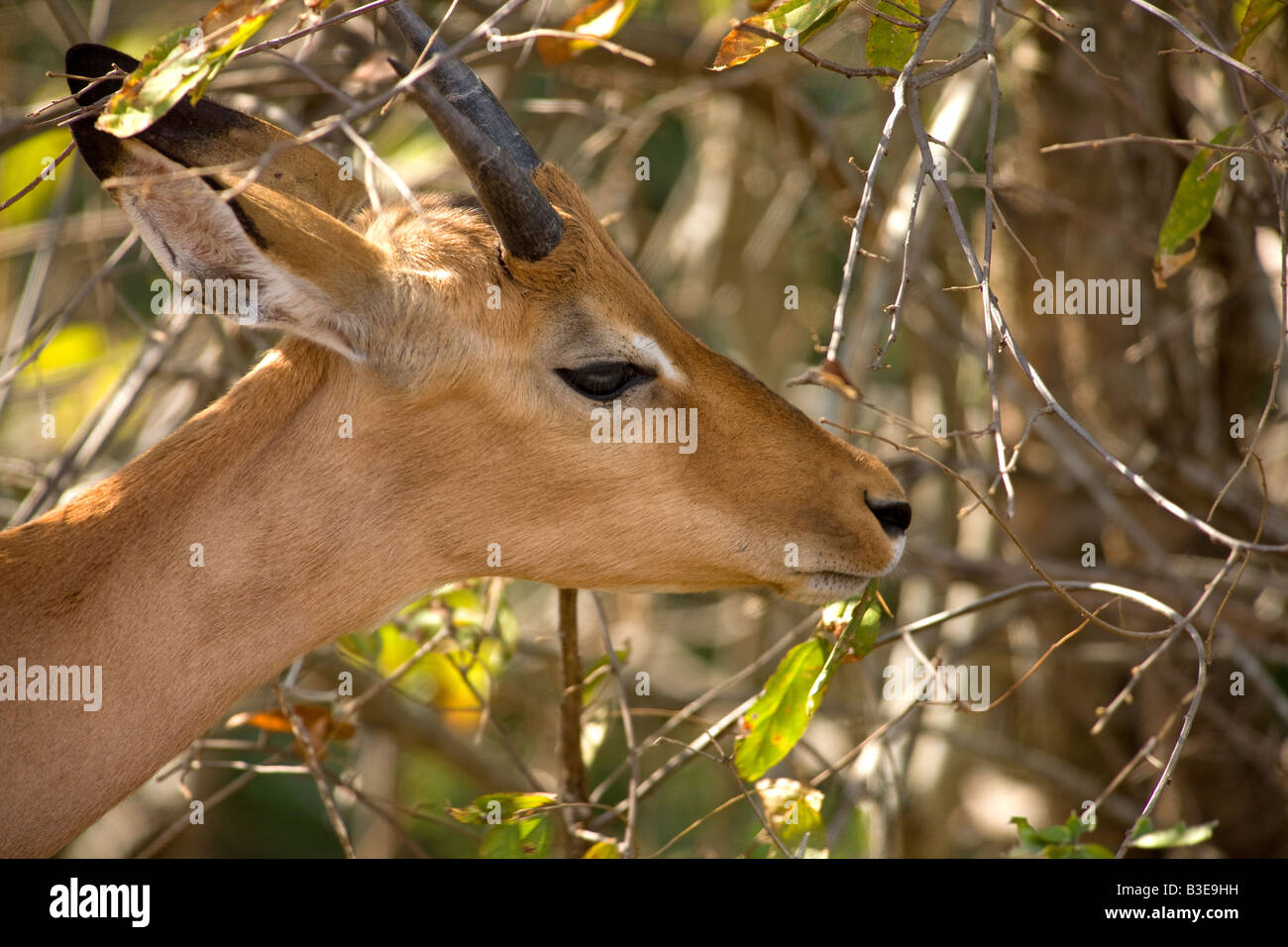 Female impala (Aepyceros melampus). Kruger National Park South Africa ...