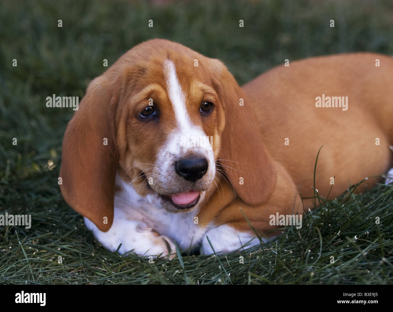Cute brown and white Basset Hound puppy lying down outdoors in the ...