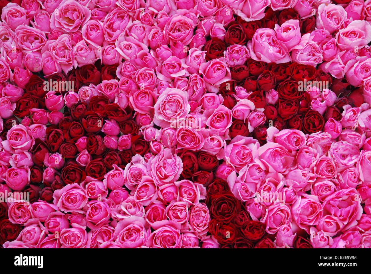 flower display at bi annual Rose festival Lottum Limburg Netherlands ...