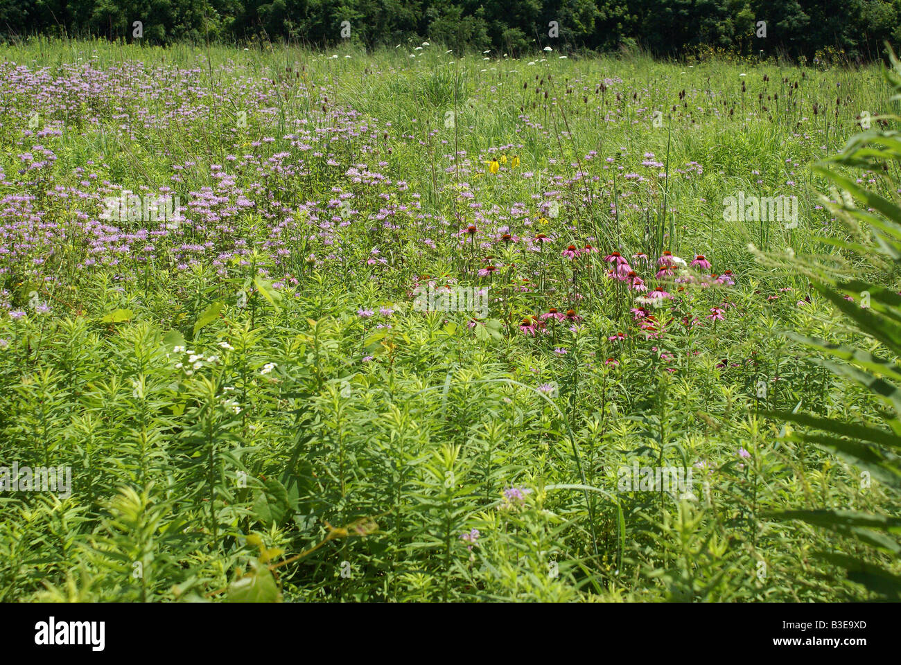 Summertime wildflowers hi-res stock photography and images - Alamy