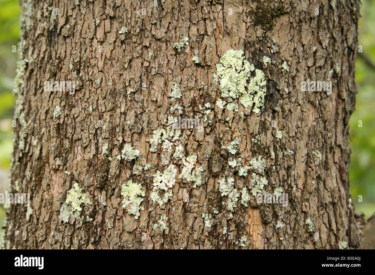 Eastern Sycamore Platanus occidentalis Roaring River State Park ...