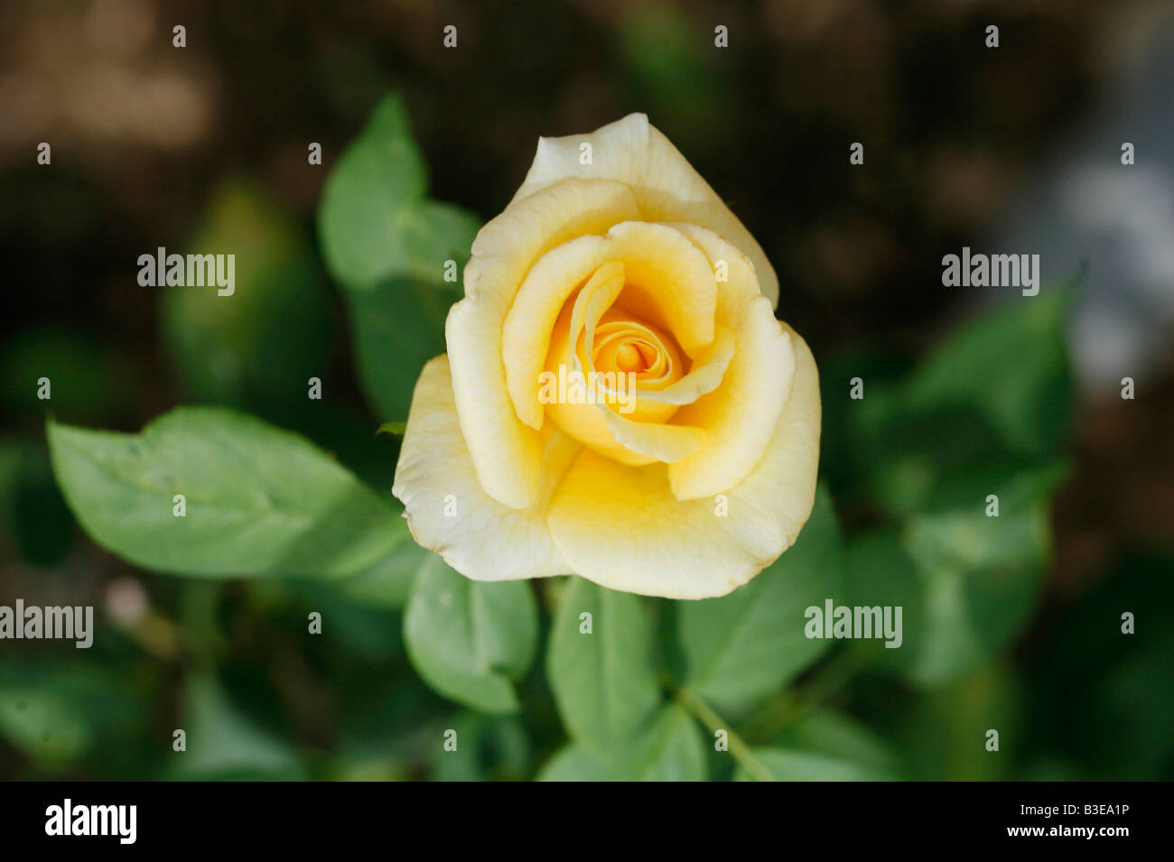 A single lone yellow rose blooming Stock Photo - Alamy
