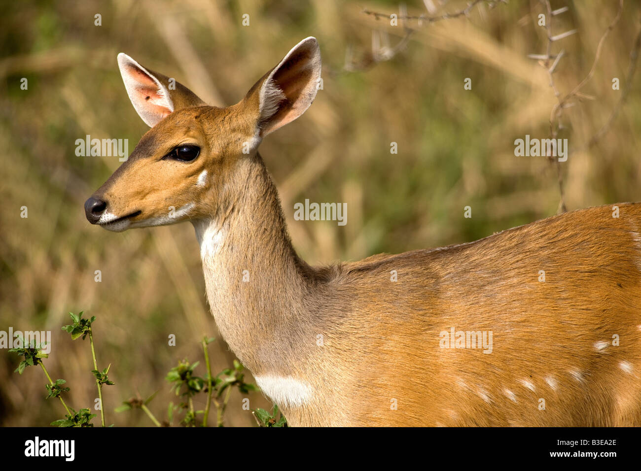Wintger hi-res stock photography and images - Alamy