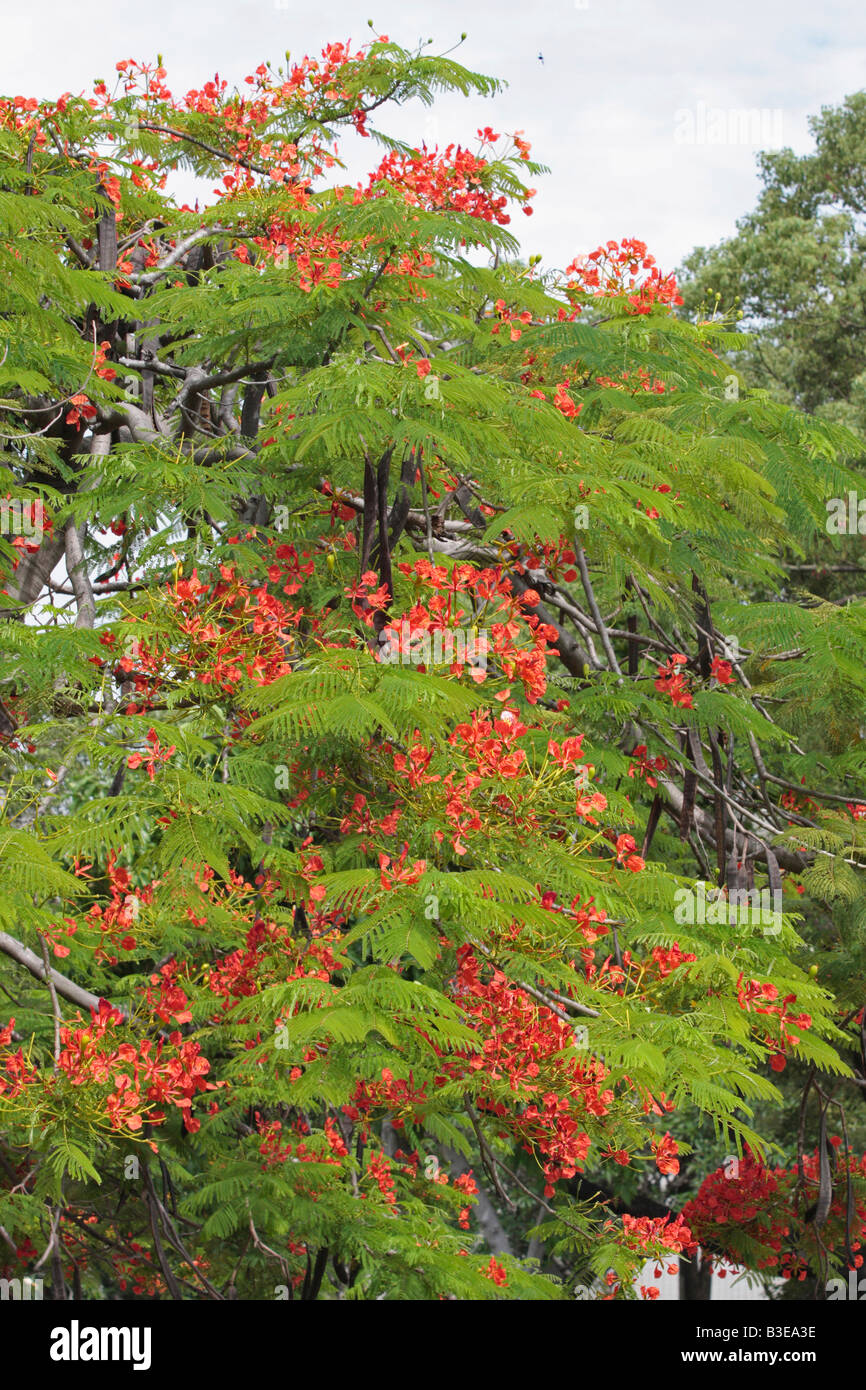 Flamboyant or flame tree hi-res stock photography and images - Alamy