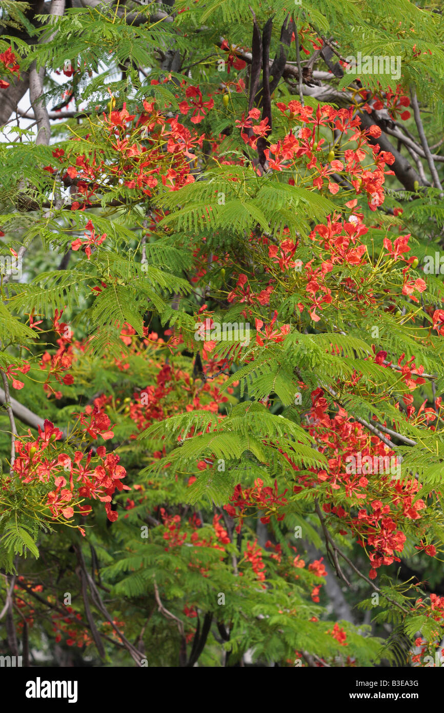 Flamboyant flame tree flower hi-res stock photography and images - Alamy
