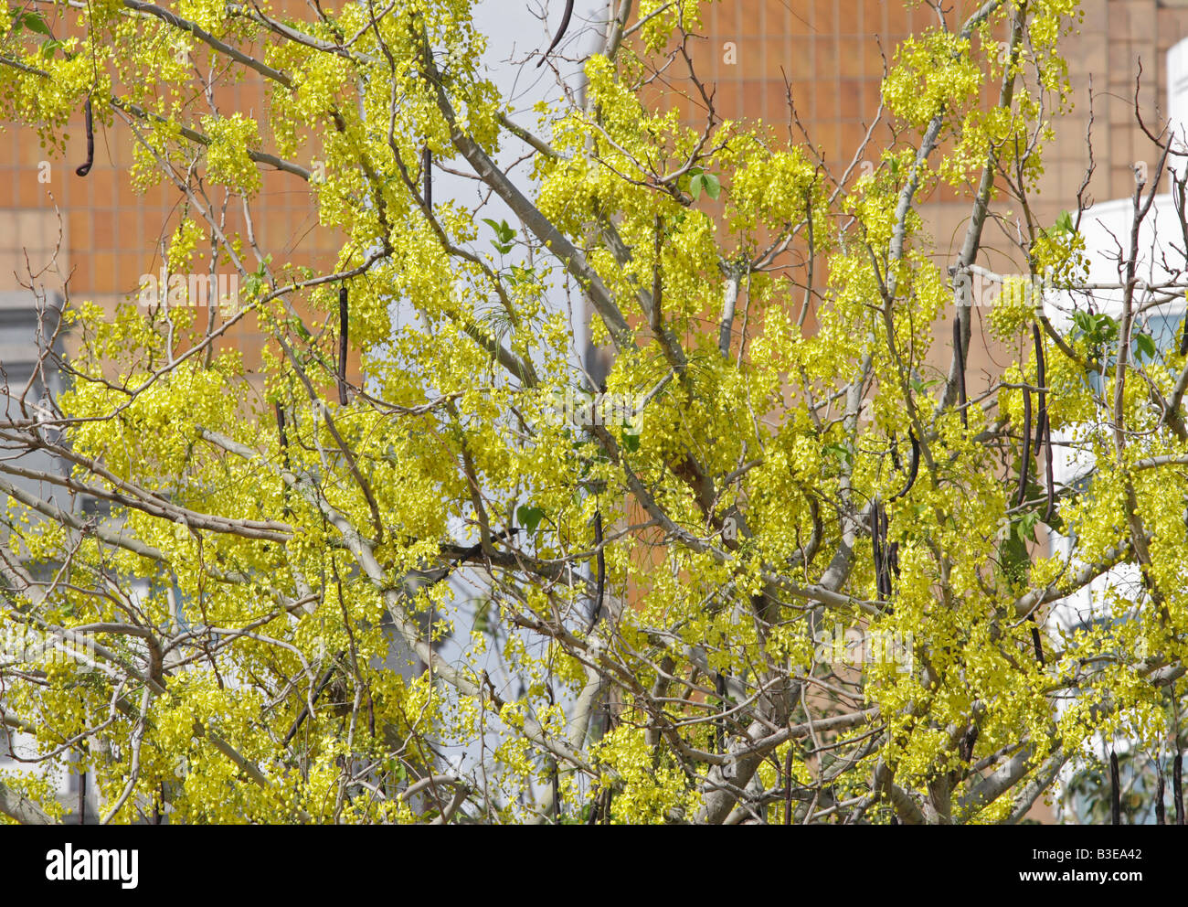 Golden Shower Tree Stock Photo - Alamy