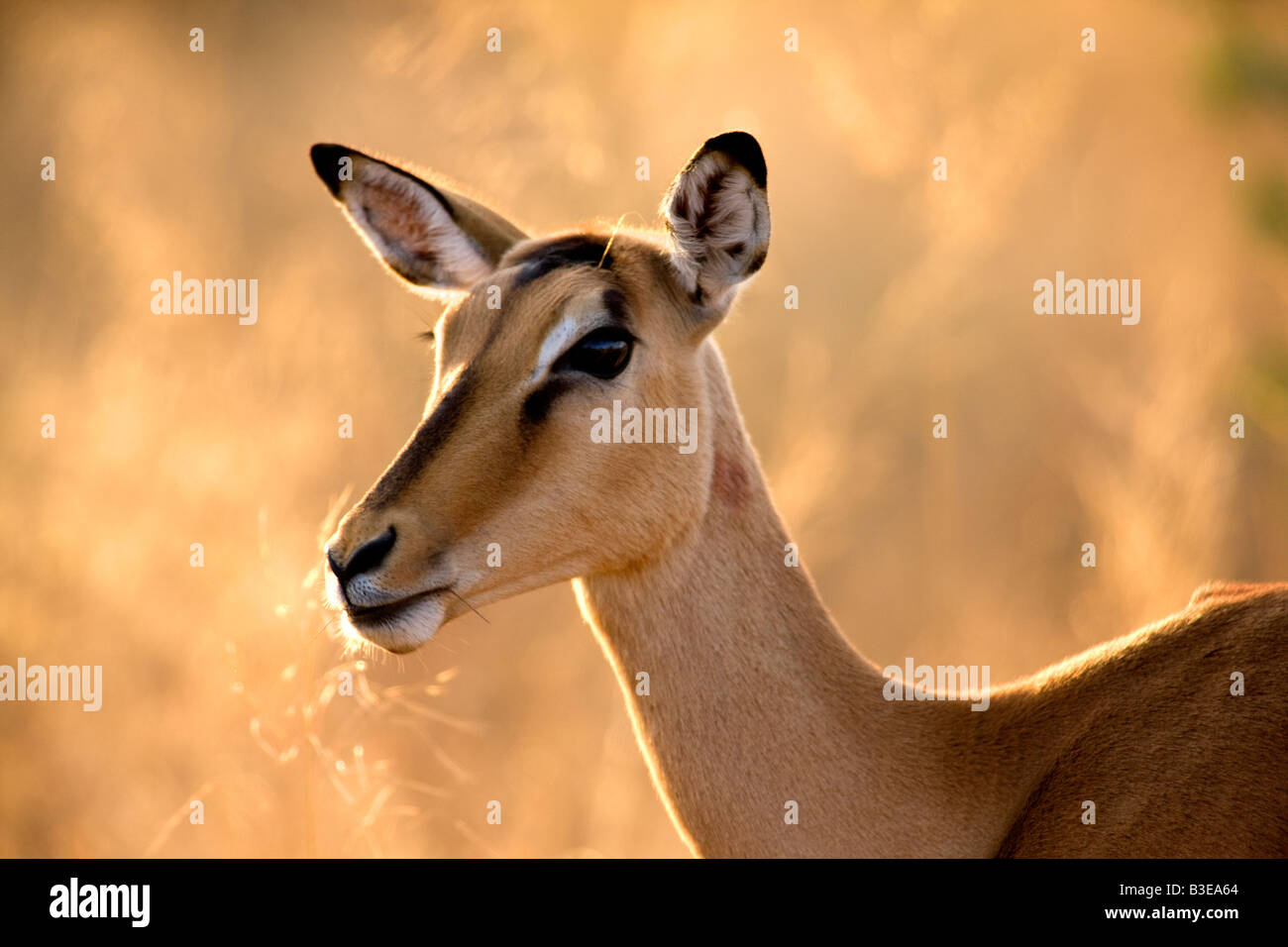 Female impala (Aepyceros melampus). Kruger National Park South Africa ...