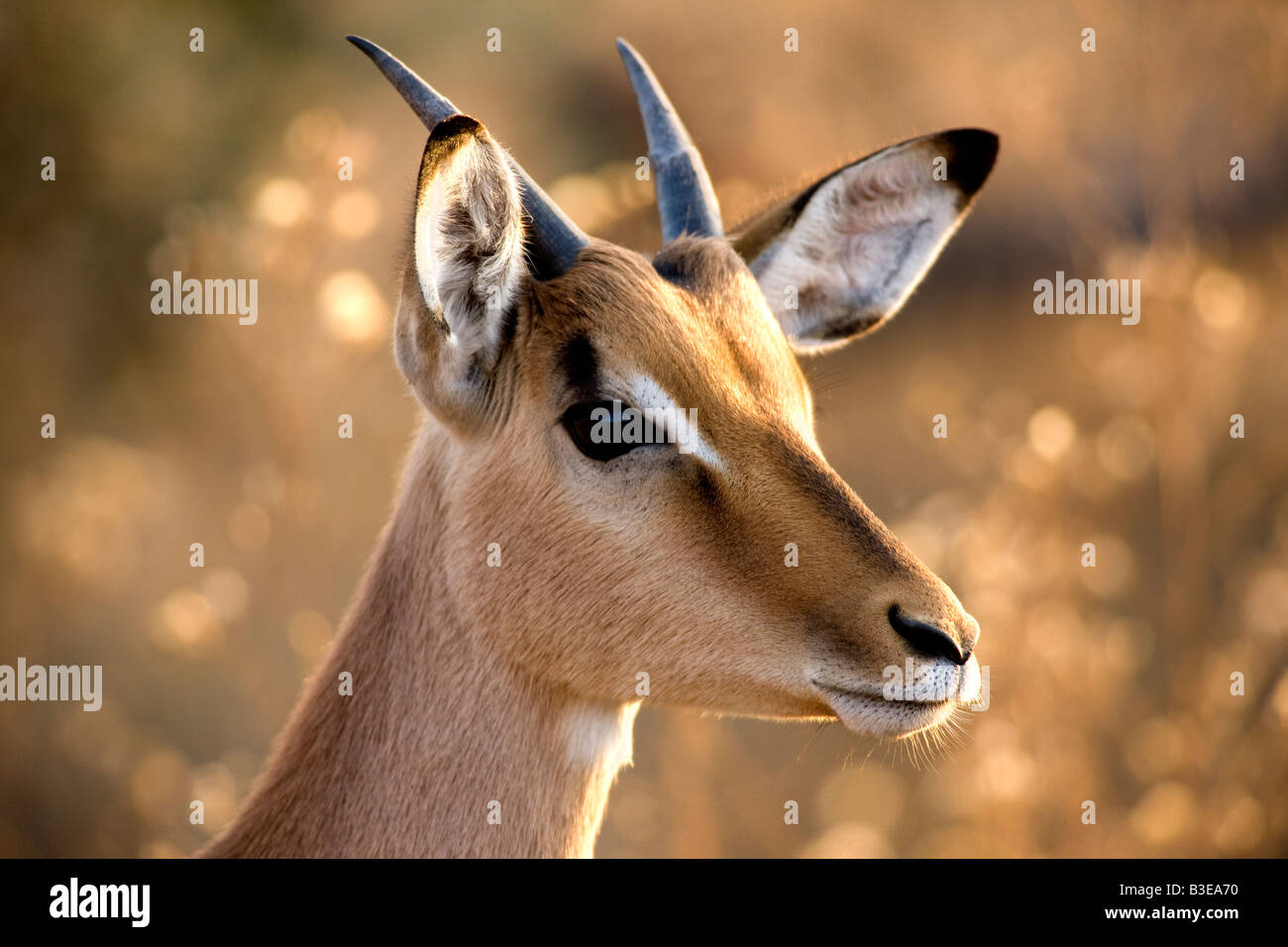 Bull impala with does hi-res stock photography and images - Alamy