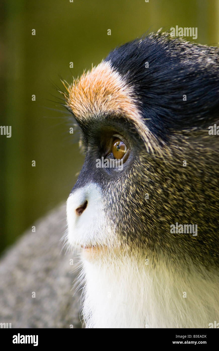 Portrait of a Young De Brazza's Monkey (Cercopithecus neglectus Stock ...