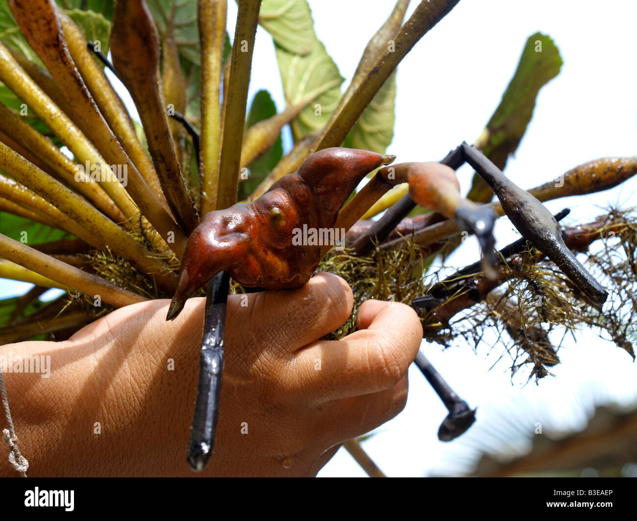 Horned water chestnut hi-res stock photography and images - Alamy