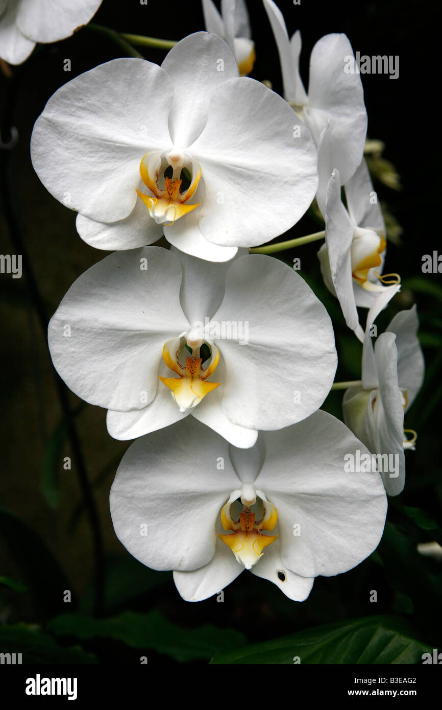 Three orchid orchids hi-res stock photography and images - Alamy