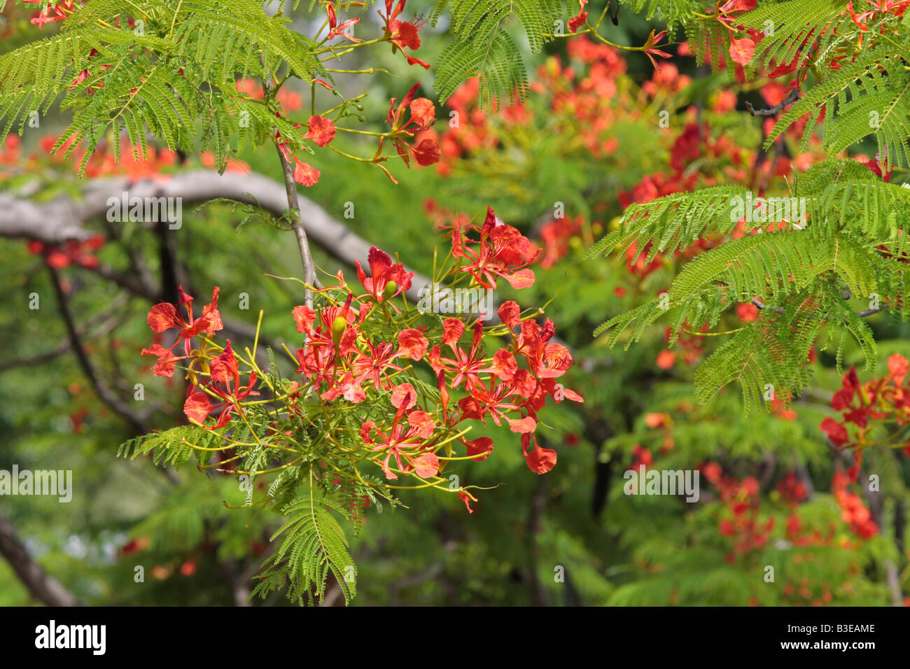 Flamboyant flame tree flower hi-res stock photography and images - Alamy