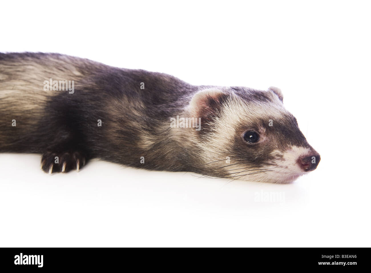 Sable ferret lying down isolated on white background Stock Photo - Alamy
