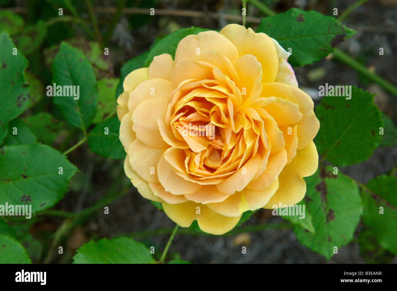 A single yellow rose Stock Photo - Alamy