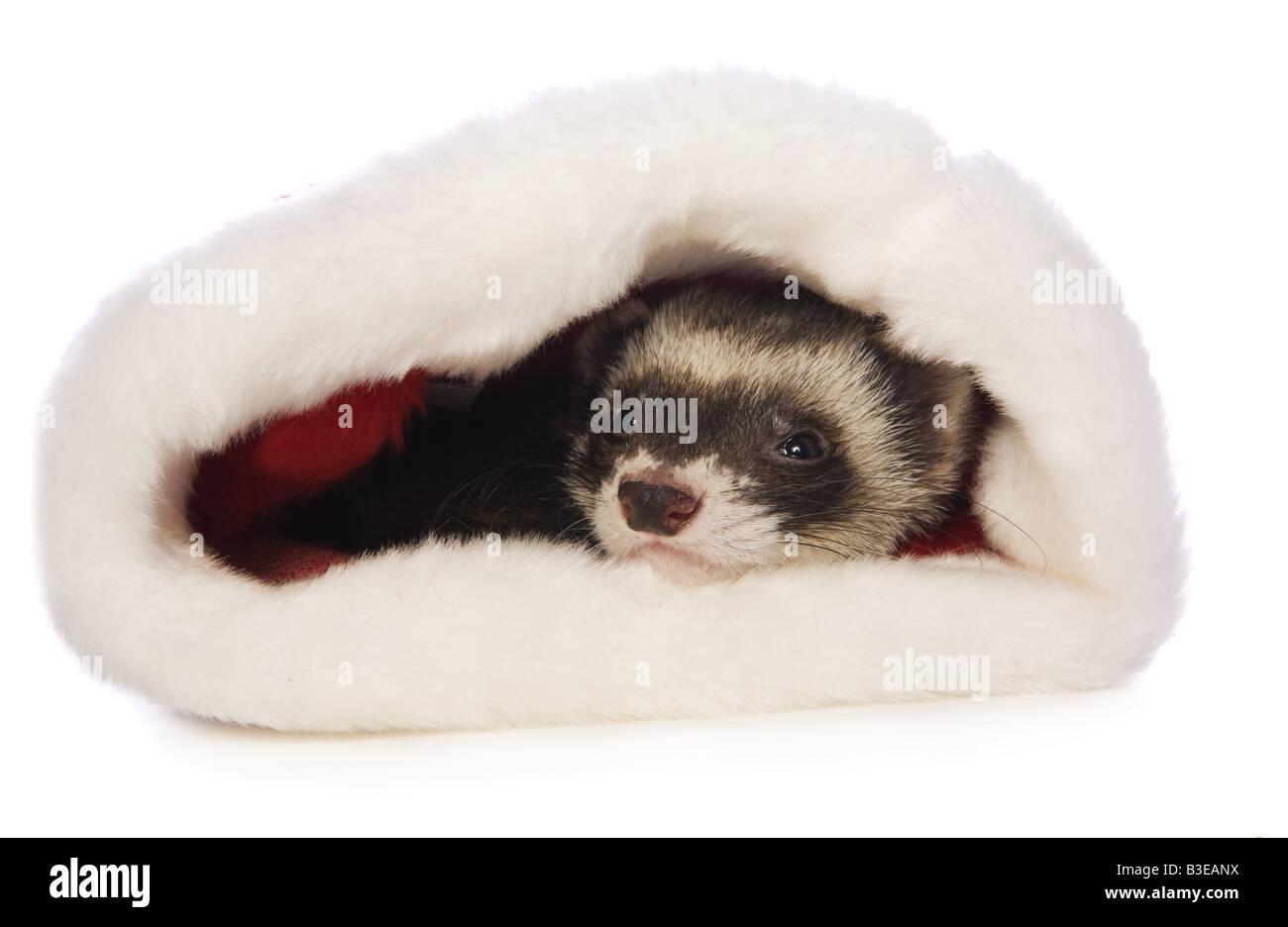 Ferret inside of Christmas stocking isolated on white background Stock ...