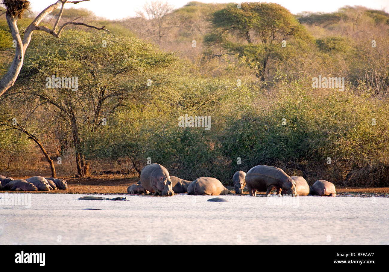 Group of hippopotamus (Hippopotamus amphibius) at Sunset Dam, Kruger ...