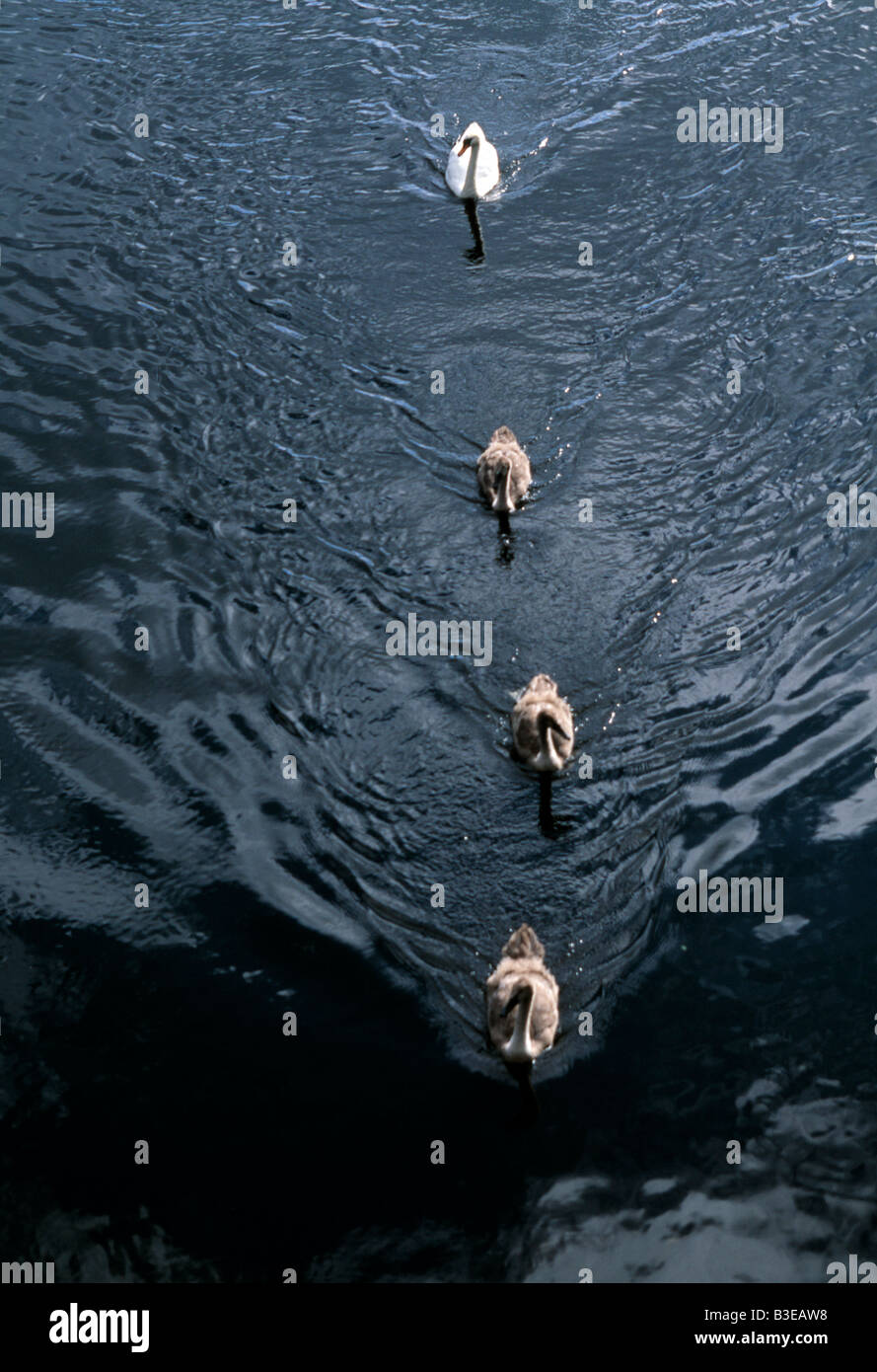 four mute swans swimming behind one another, in line, beauty in nature ...