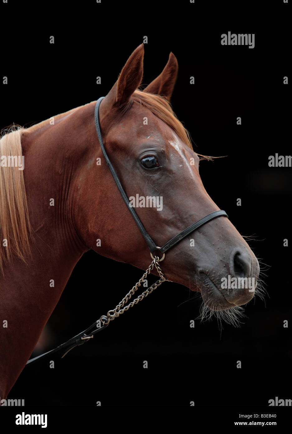 Bay arabian horse Stock Photo - Alamy