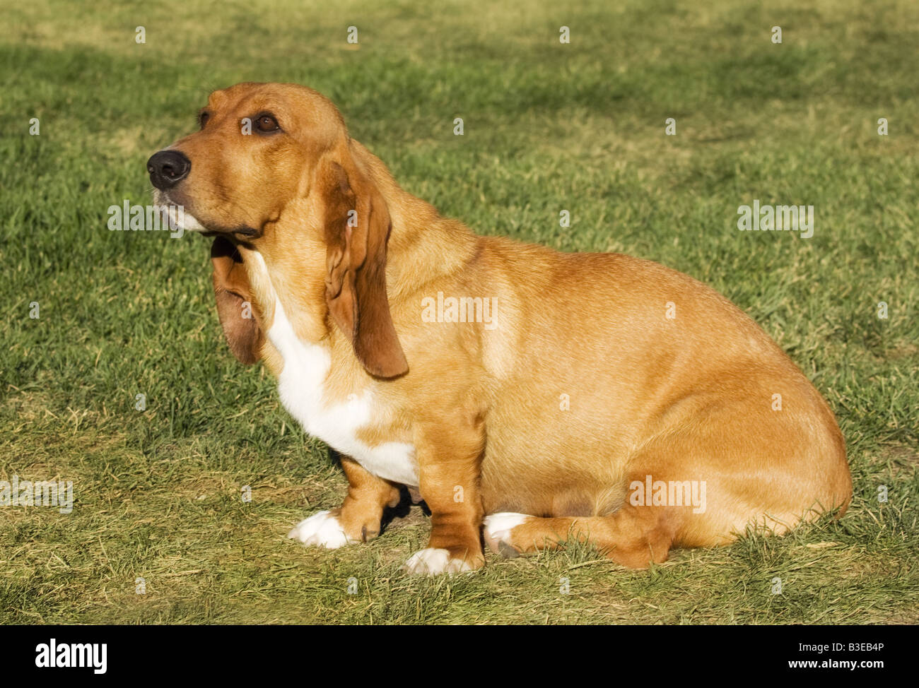 Adult Basset Hound outdoors in the grass Stock Photo - Alamy