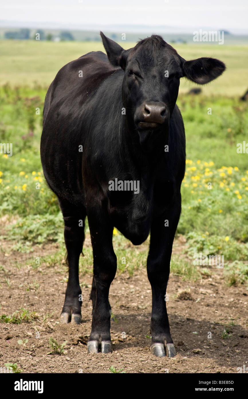 A Black Angus cow stands in the pasture in Nebraska Stock Photo - Alamy