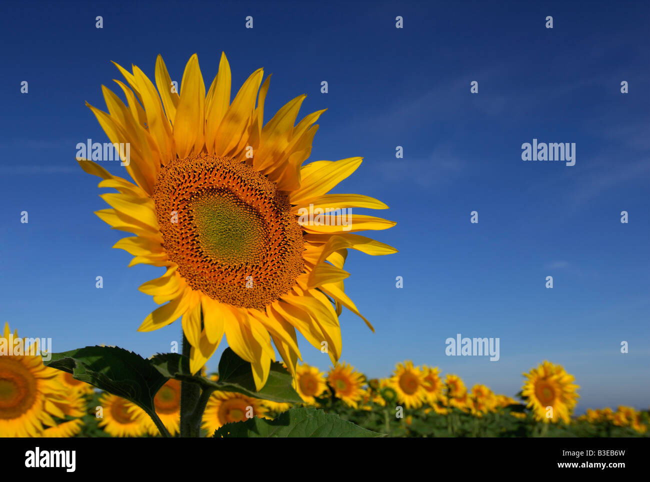 Richness of wild flora hi-res stock photography and images - Alamy
