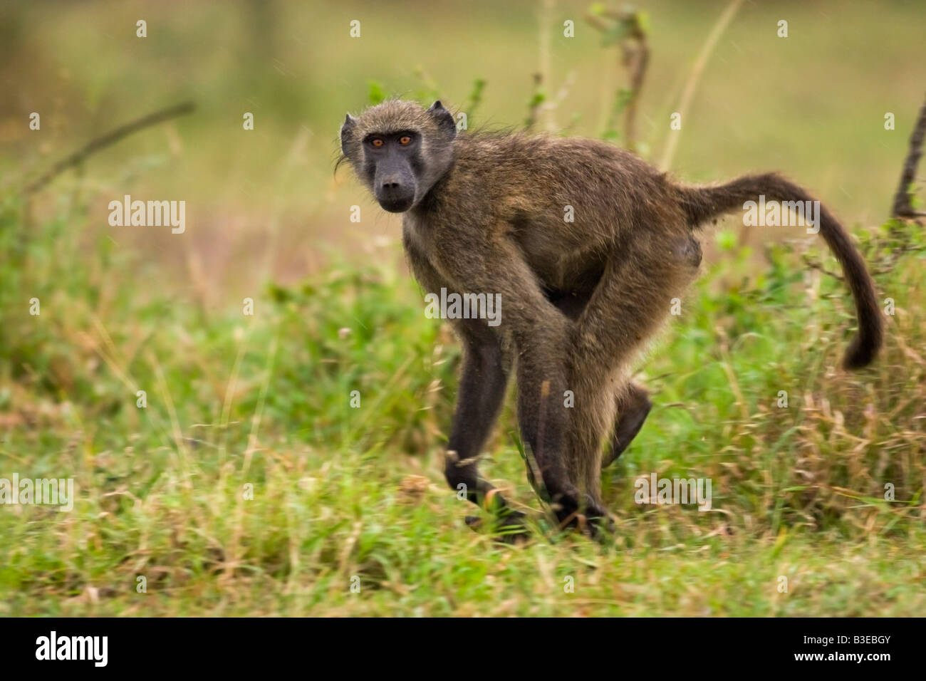 Portrait of a yellow baboon Stock Photo - Alamy