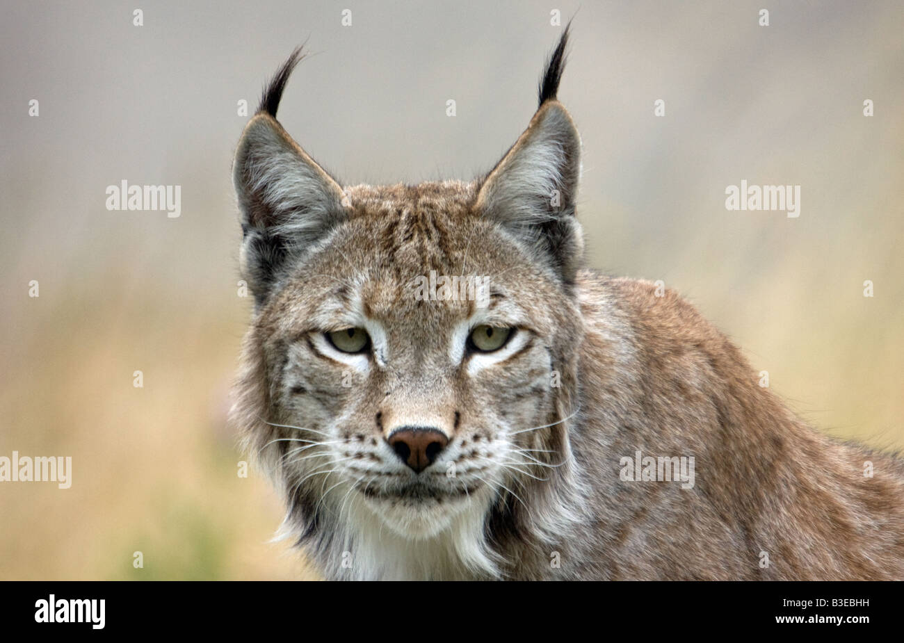 Captured variable image hi-res stock photography and images - Alamy