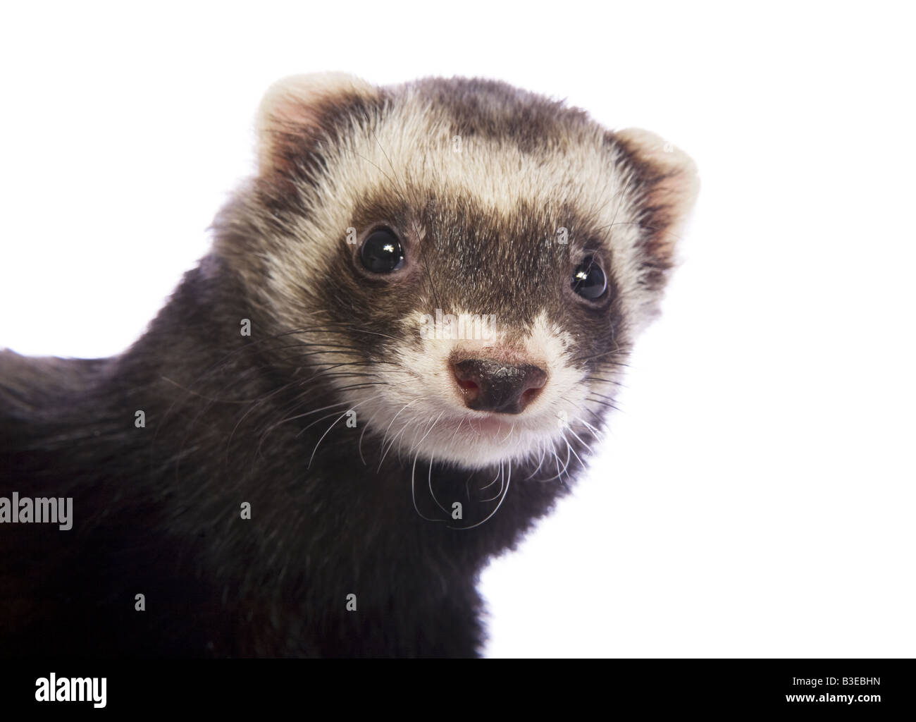 Ferret hi-res stock photography and images - Alamy