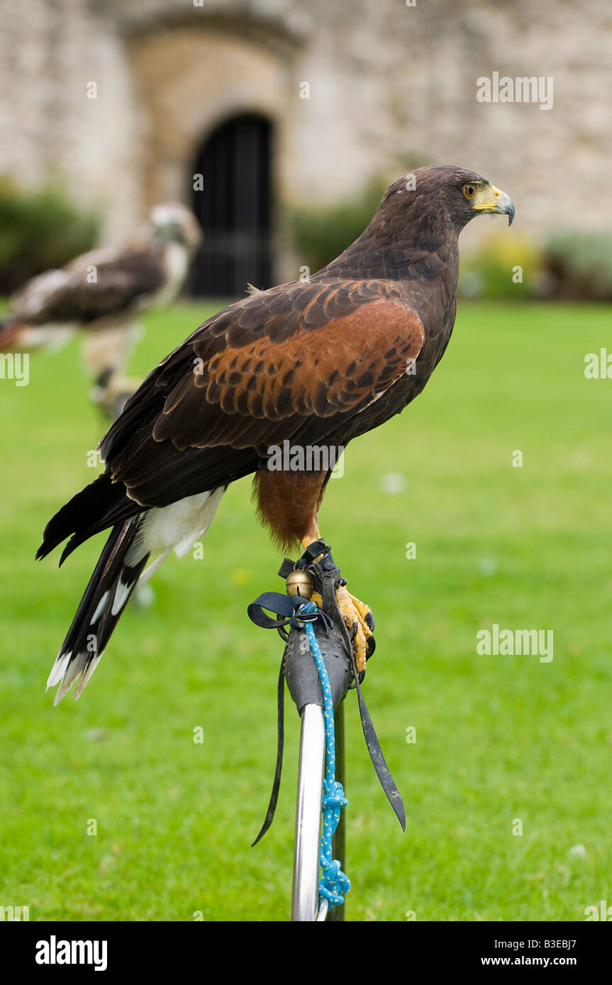 Falconry cadge hi-res stock photography and images - Alamy