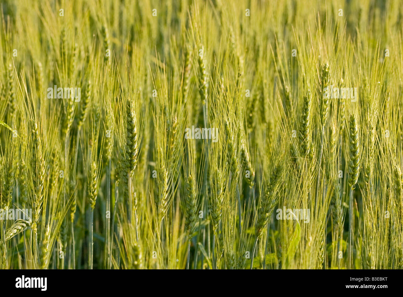 Wheat field in the morning sun Stock Photo - Alamy