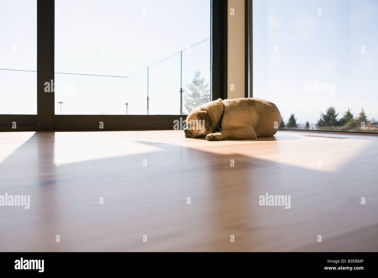 Fed up dog hi-res stock photography and images - Alamy