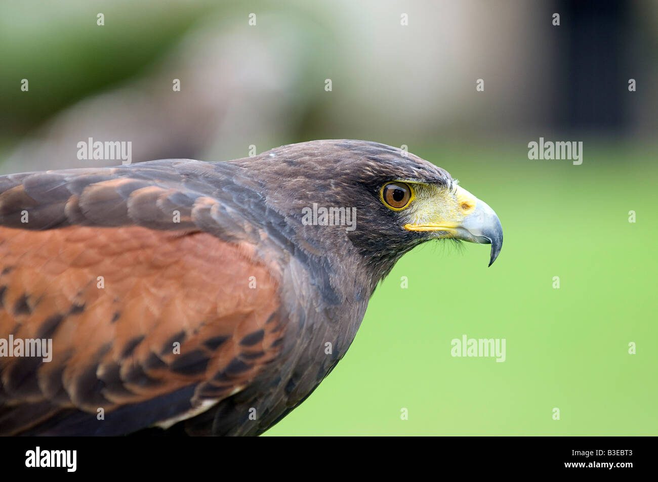 Falconer with harriss hawk hi-res stock photography and images - Alamy